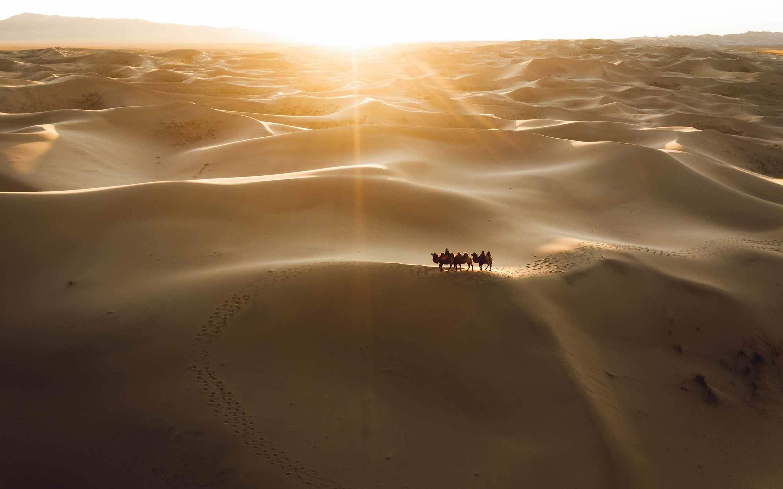 Camel Route - Follow The Tracks